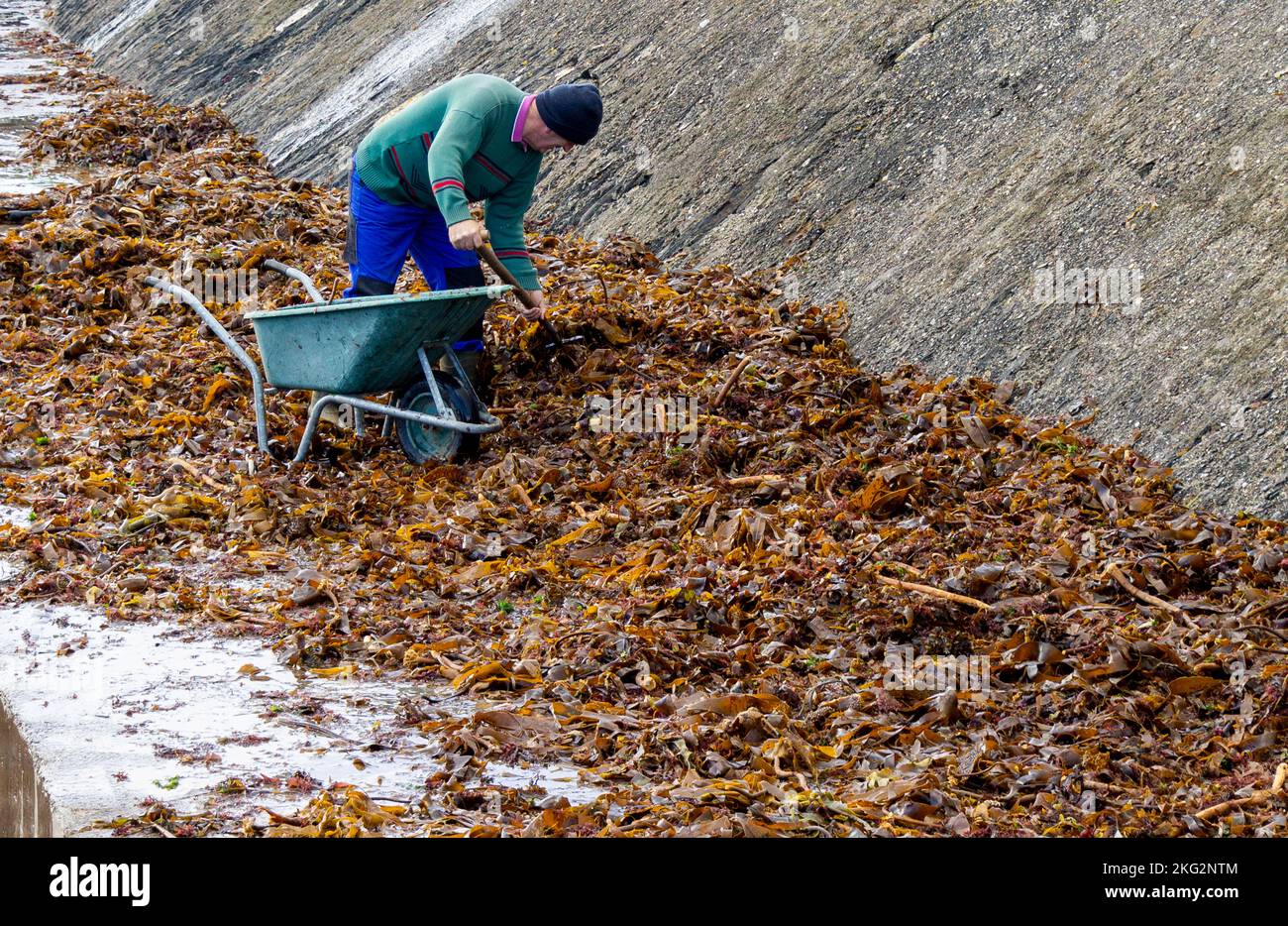 Elderly man collecting seaweed from the shoreline Stock Photo - Alamy
