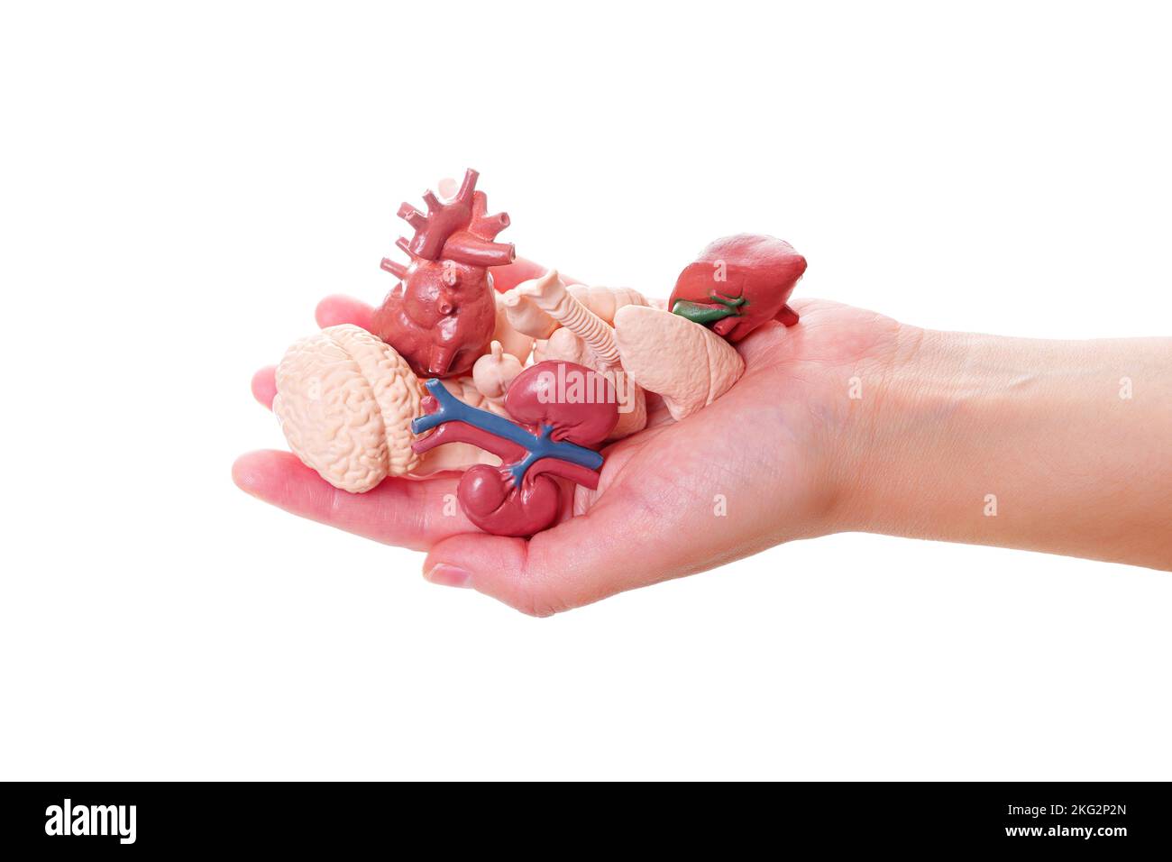 Hand holding a bunch of miniature toy human organs isolated on white ...