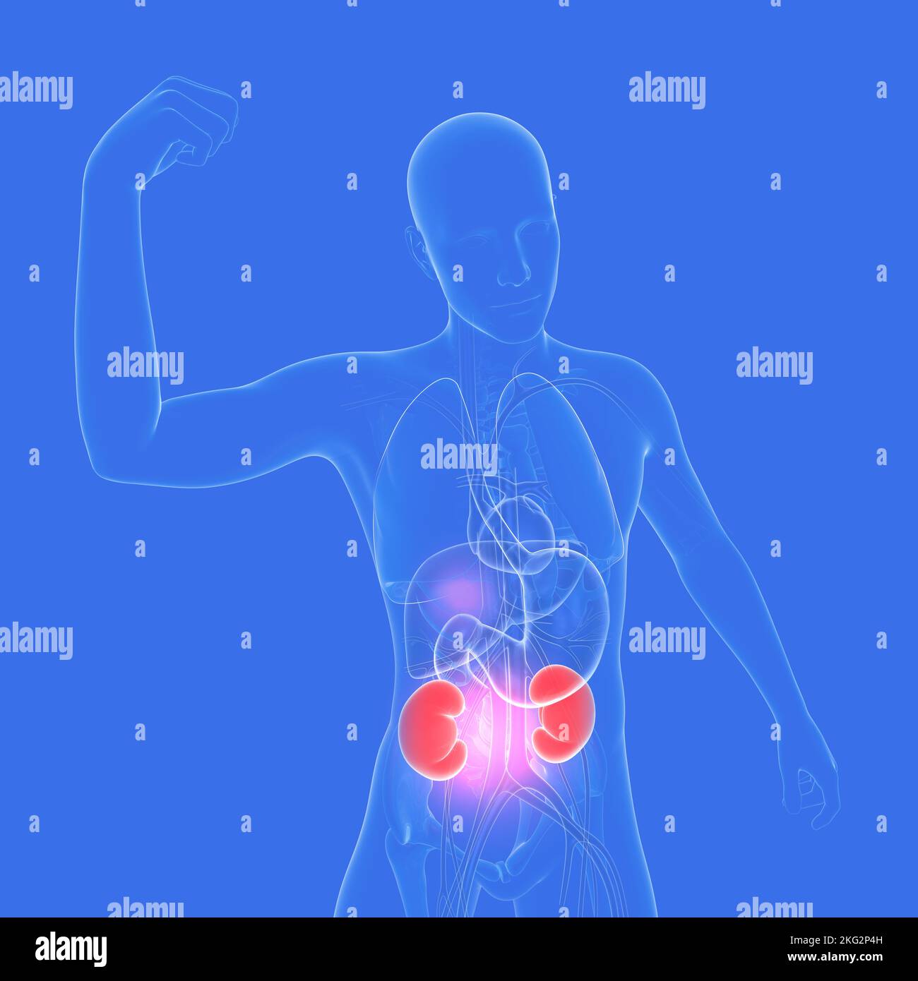 3d illustration of the internal organs of the human anatomy ...