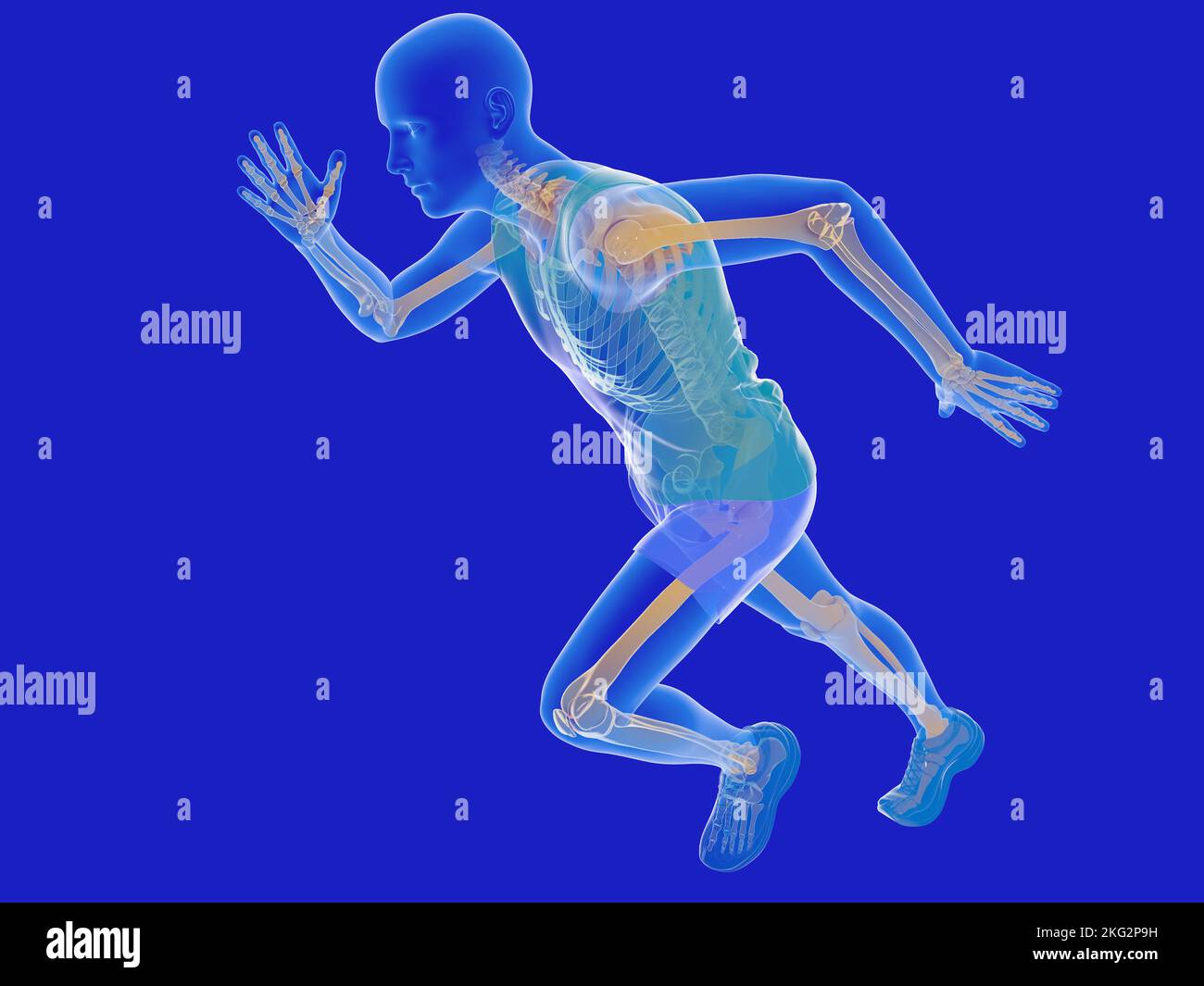 3d illustration of a man dressed in transparent showing the inner ...
