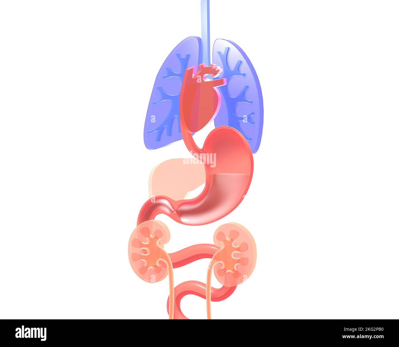 3d illustration of various internal organs. Glossy plastic styled ...