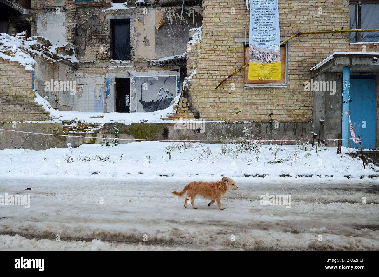 Non Exclusive: HORENKA, UKRAINE - NOVEMBER 19, 2022 - A dog runs past a ...