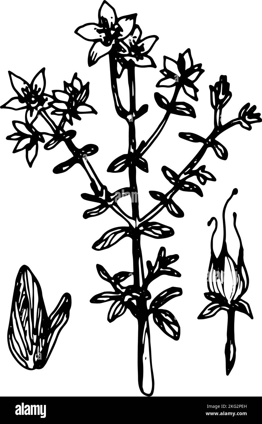 Hypericum perforatum botanical illustration hi-res stock photography ...