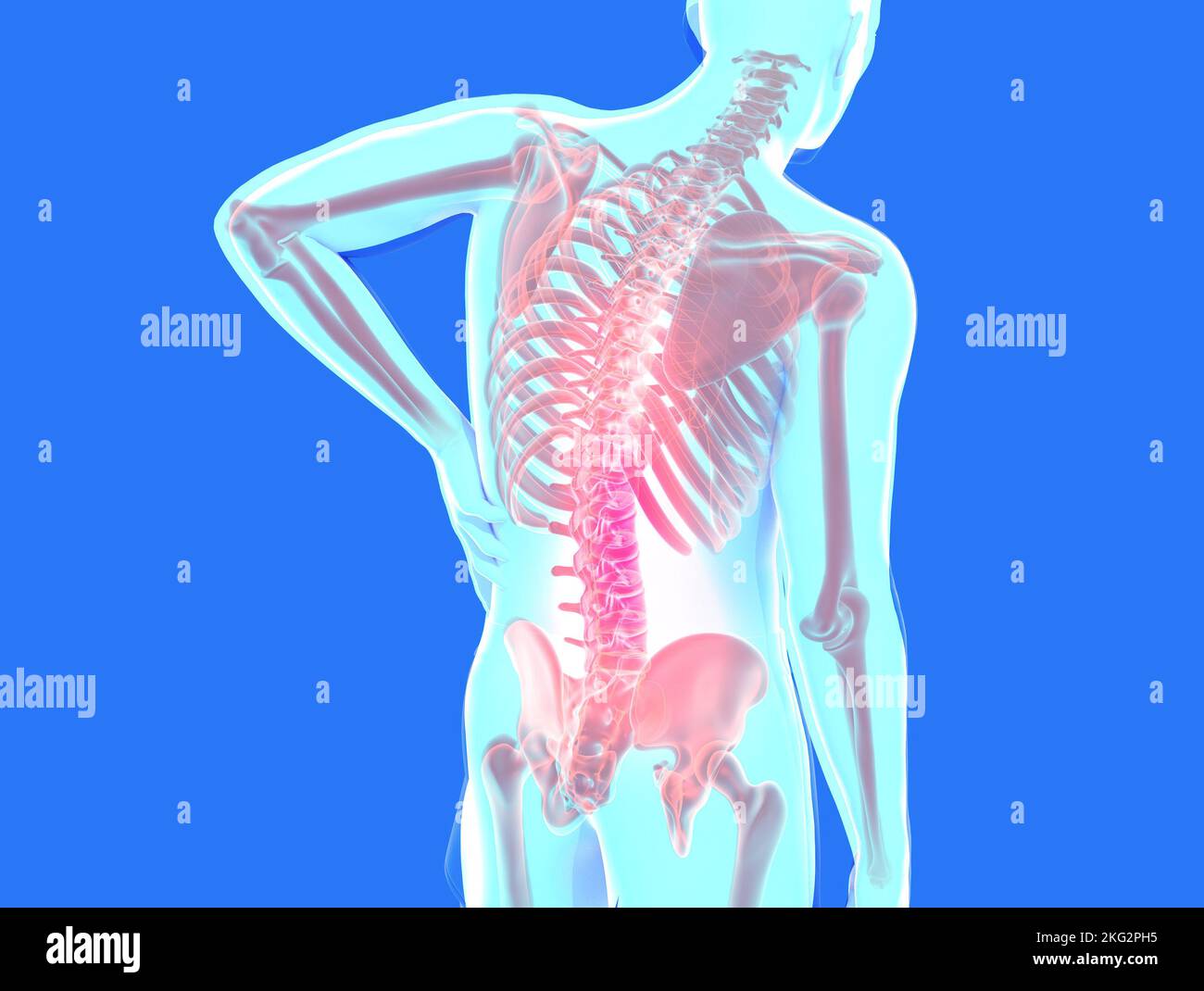 3D illustration of the anatomy of the back with pain. Transparent image ...