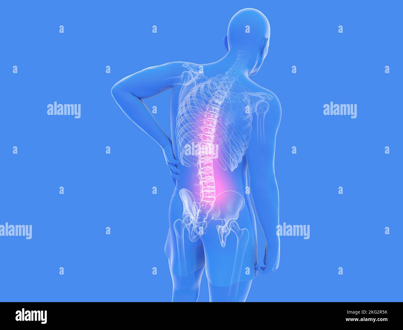 3D illustration of the anatomy of the back with pain. Transparent image ...