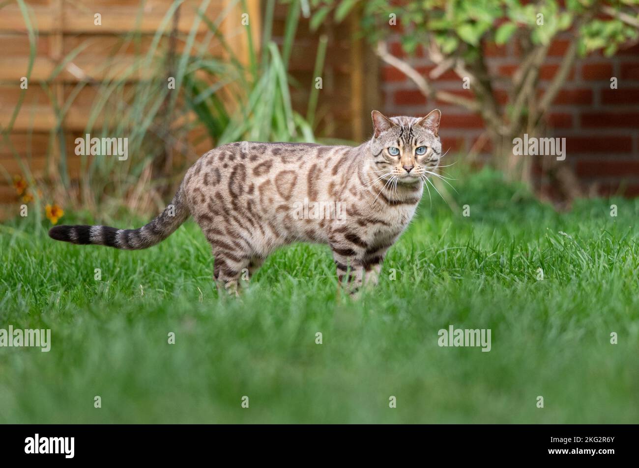 Snow Mink Bengal Cat in the Garden Stock Photo - Alamy