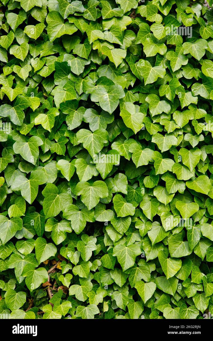 Ivy leaves covering a tree trunk- Hedera Helix Stock Photo - Alamy