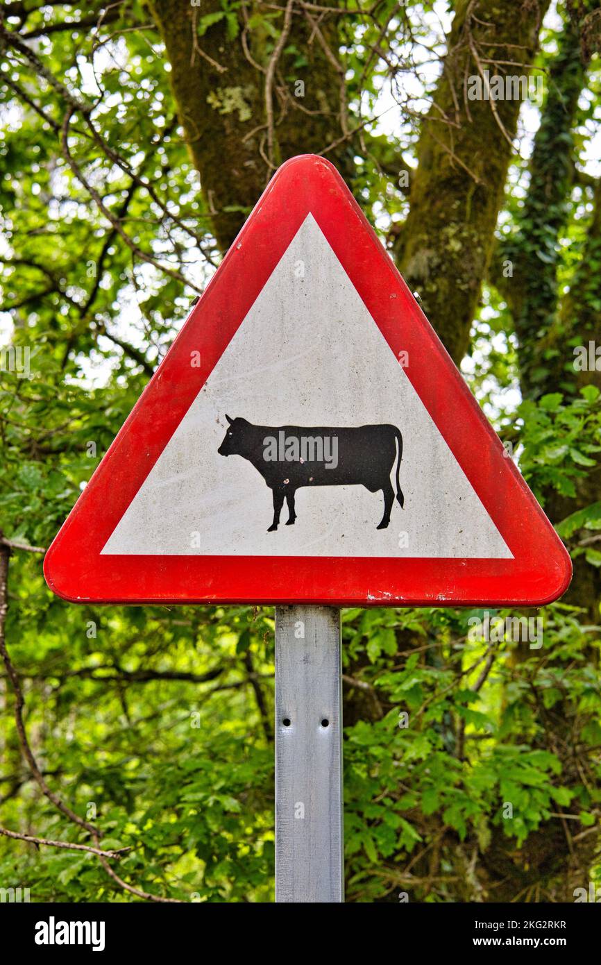 Warning sign with a cow wich means there is livestock in the area Stock ...