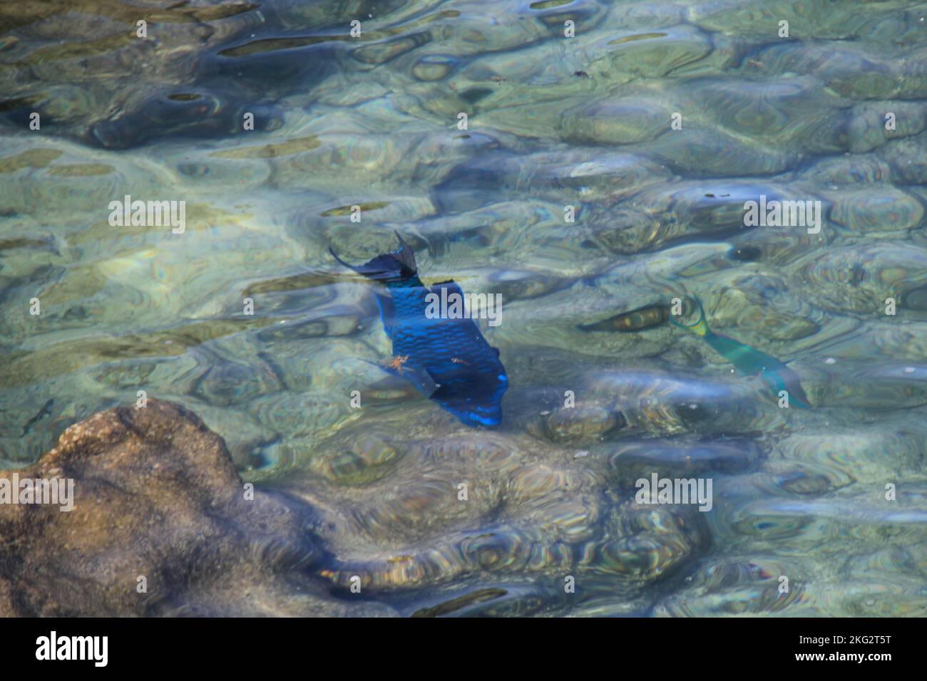 A top view of blue angelfish swimming under the water Stock Photo - Alamy
