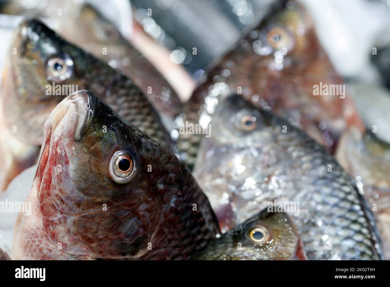 Fish market. Fresh fish for sale on ice. Abu Dhabi. United Arab ...