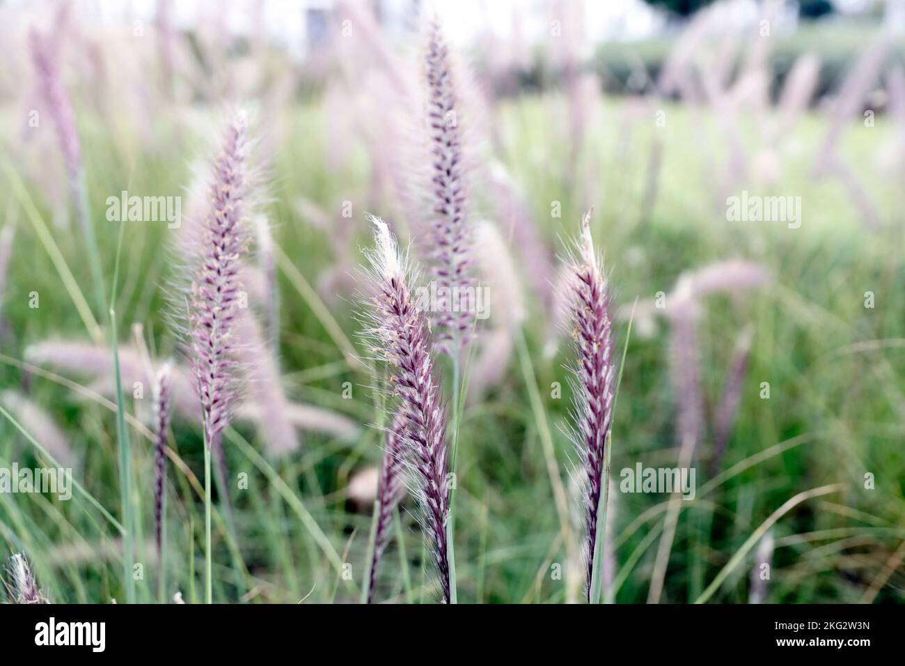 Wild grasses in a field with blur. Abu Dhabi. United Arab Emirates ...