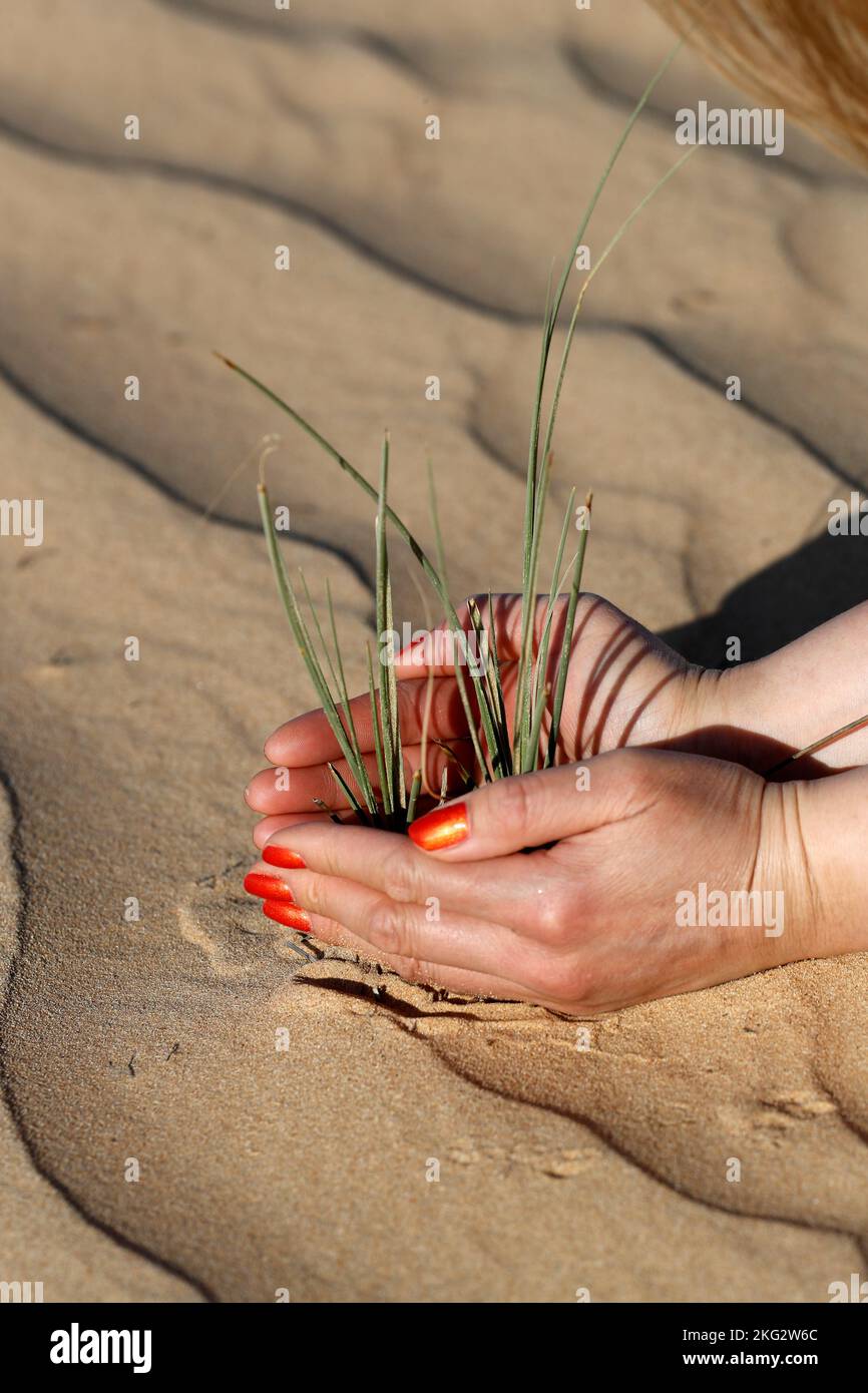 Hands holding plant growing in desert. Save the world and environmental ...
