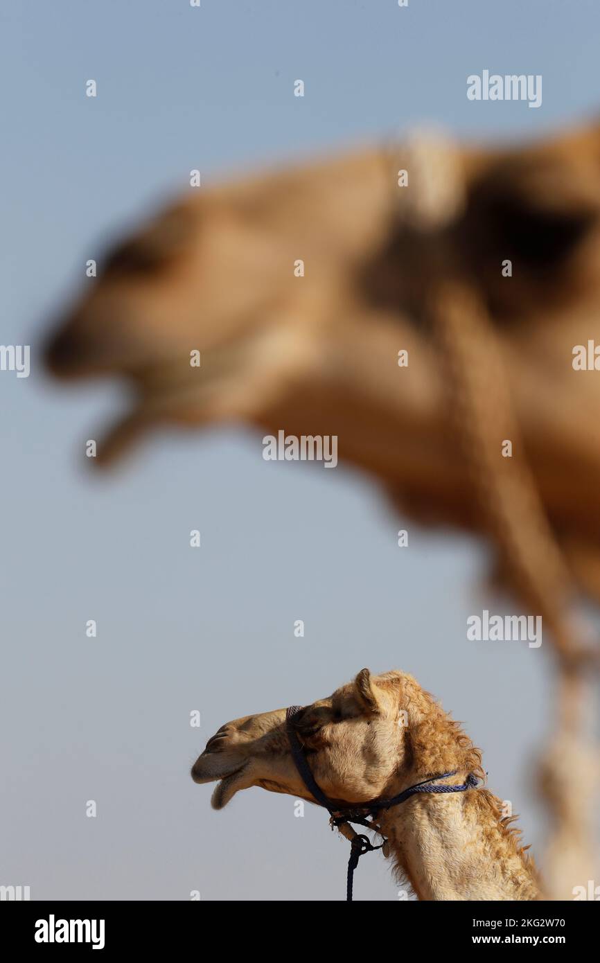 Camel farm in Abu Dhabi desert. United Arab Emirates Stock Photo - Alamy