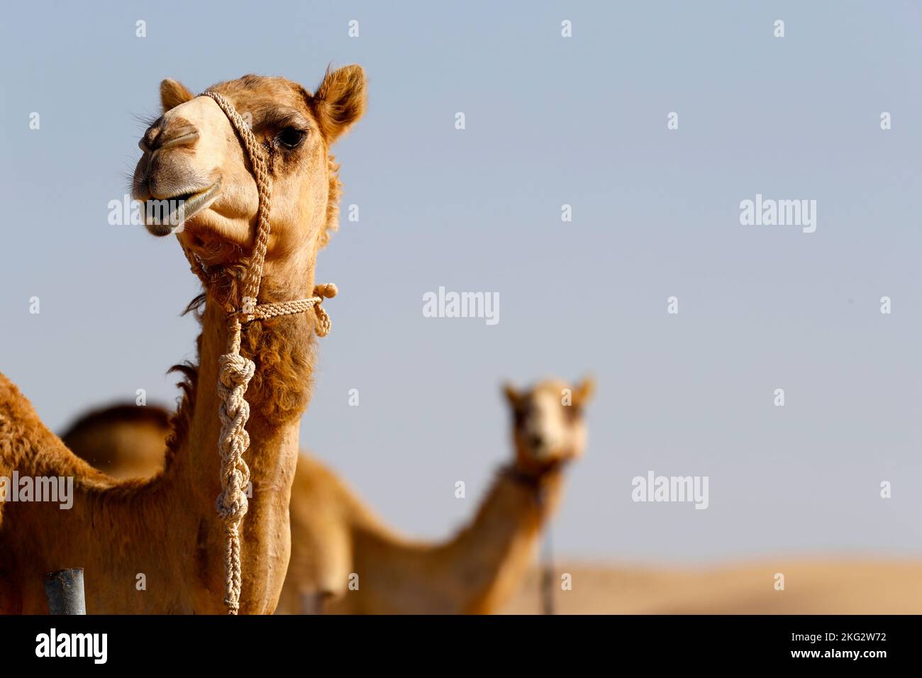 Camel farm in Abu Dhabi desert. United Arab Emirates Stock Photo - Alamy