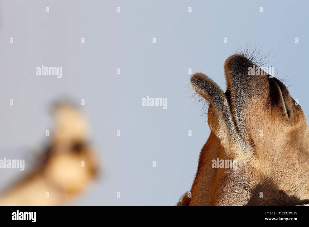 Camel farm in Abu Dhabi desert. United Arab Emirates Stock Photo - Alamy