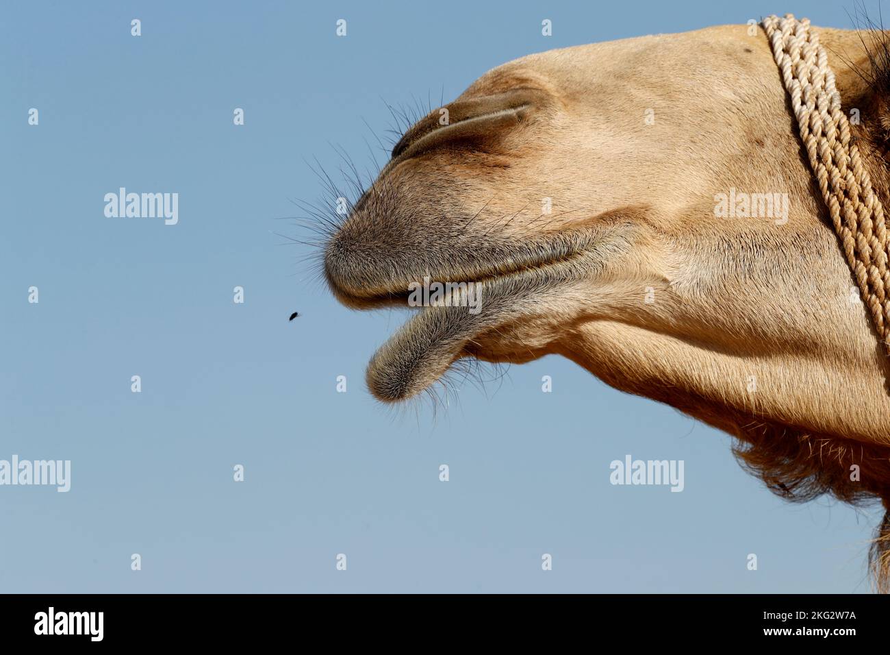 Camel farm in Abu Dhabi desert. United Arab Emirates Stock Photo - Alamy