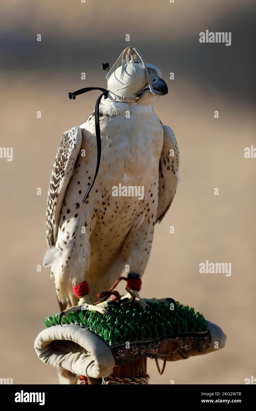 Portrait of a falcon with a cap. Falconary. United Arab Emirates Stock ...