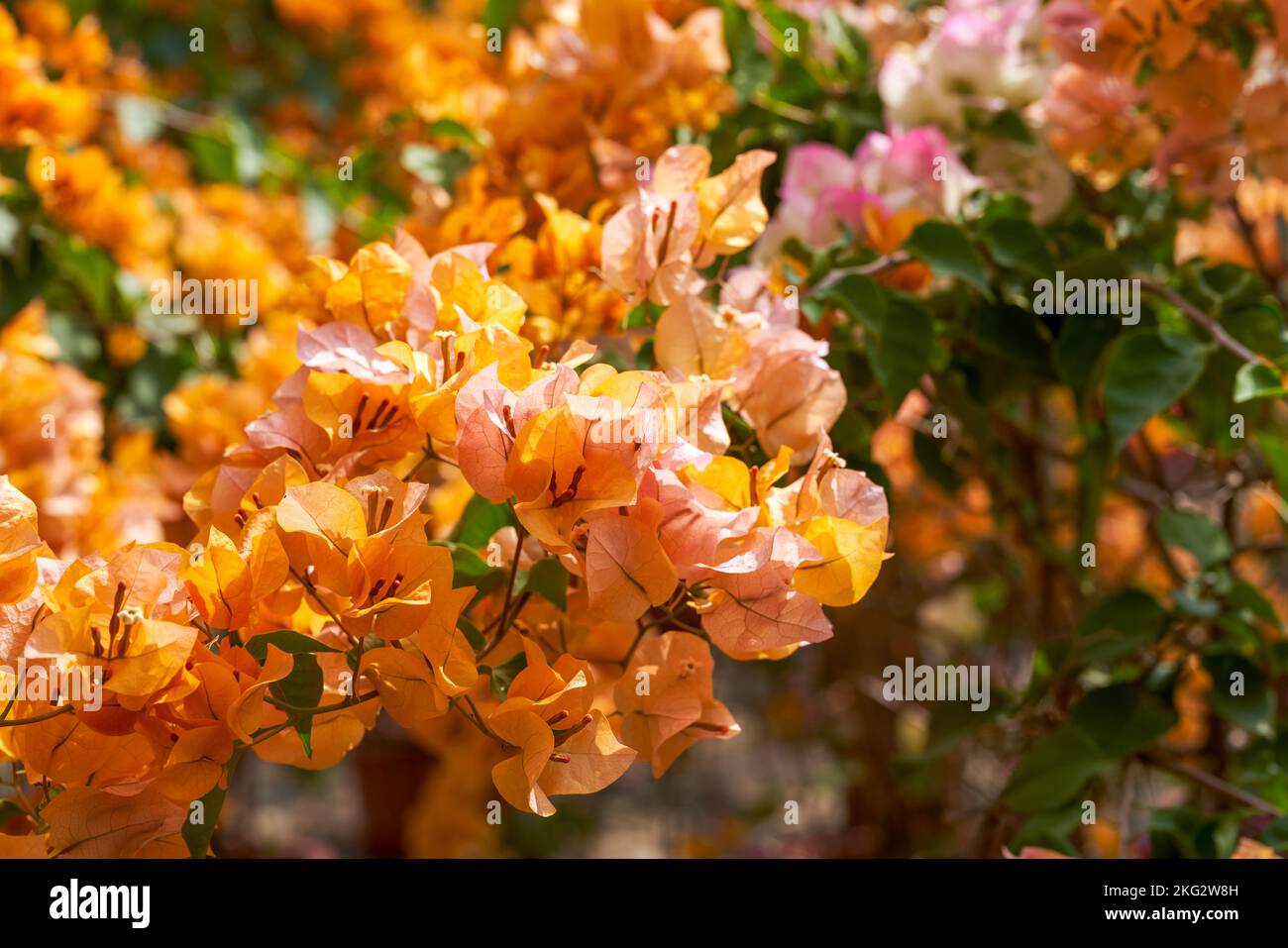 Beautiful blooming bougainvillea bougainvillea flowers of various ...
