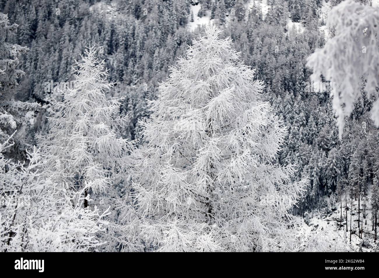 Landscape white in winter season, mountain alps, tree full of snow ...