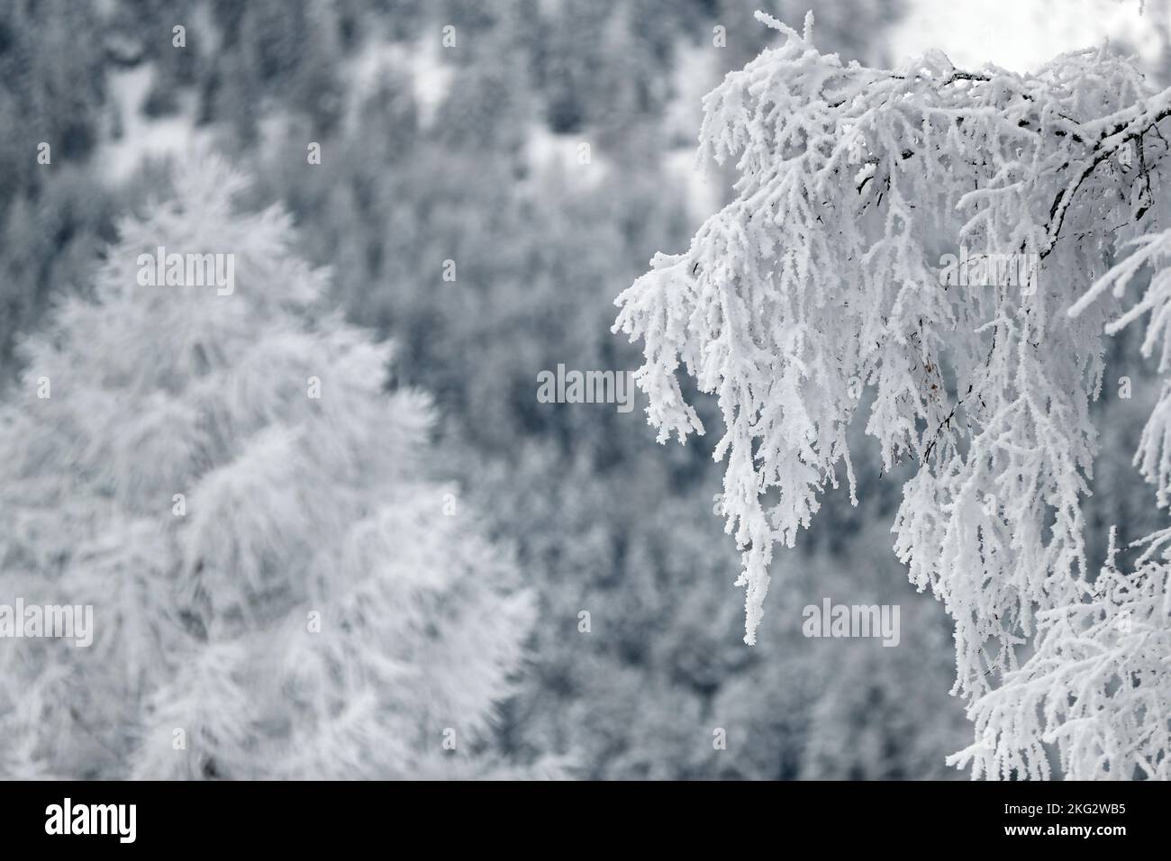 Landscape white in winter season, mountain alps, tree full of snow ...