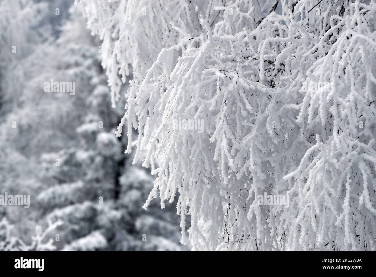 Landscape white in winter season, mountain alps, tree full of snow ...