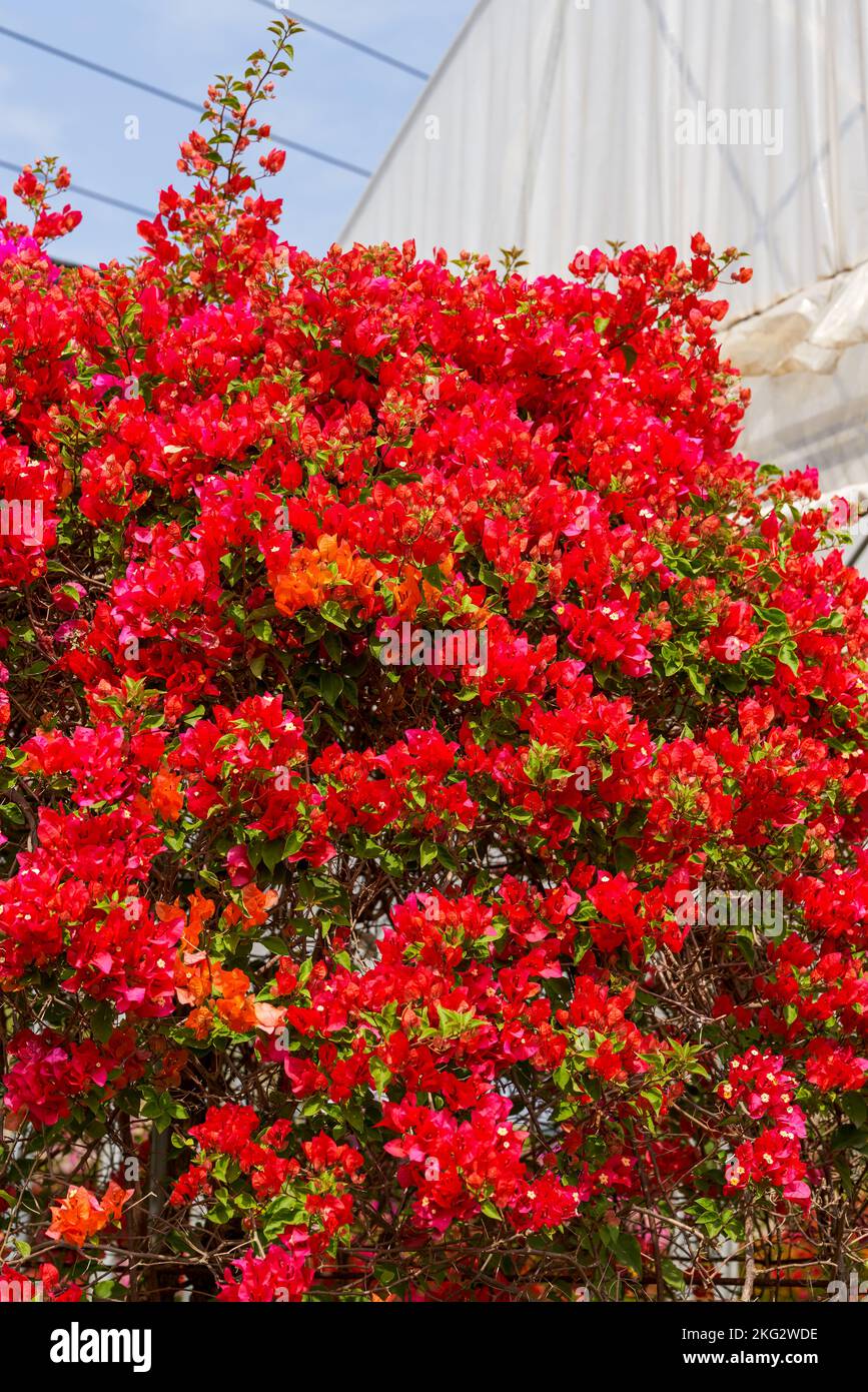 Beautiful blooming bougainvillea bougainvillea flowers of various ...