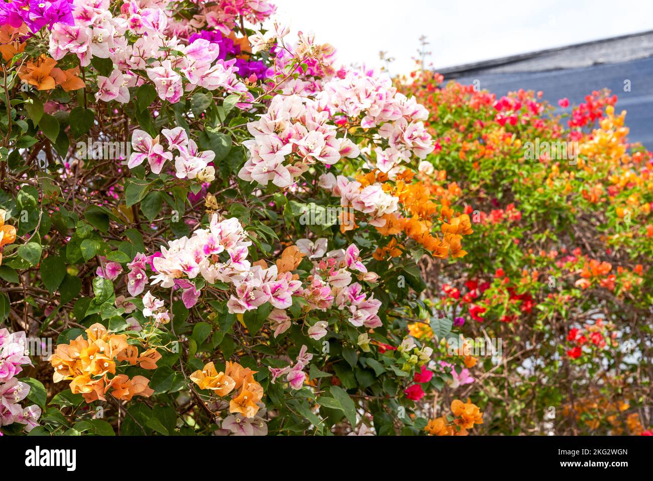 Beautiful blooming bougainvillea bougainvillea flowers of various ...