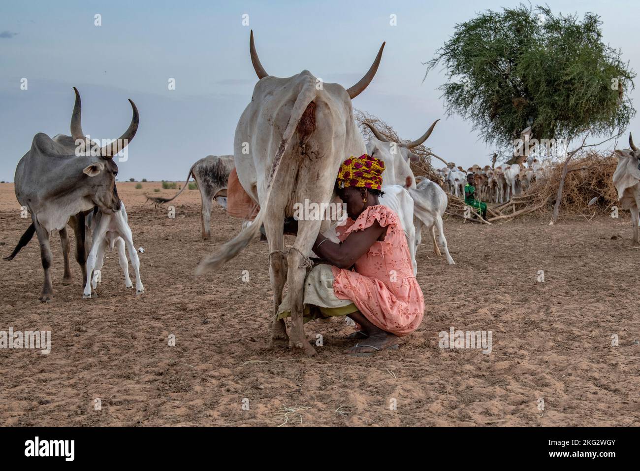 African milking cow hi-res stock photography and images - Alamy