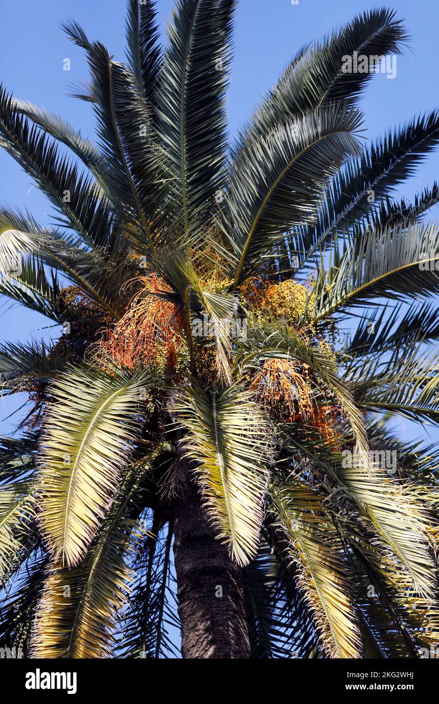 Bunches of ripe dates growing on date palm tree. Spain Stock Photo - Alamy