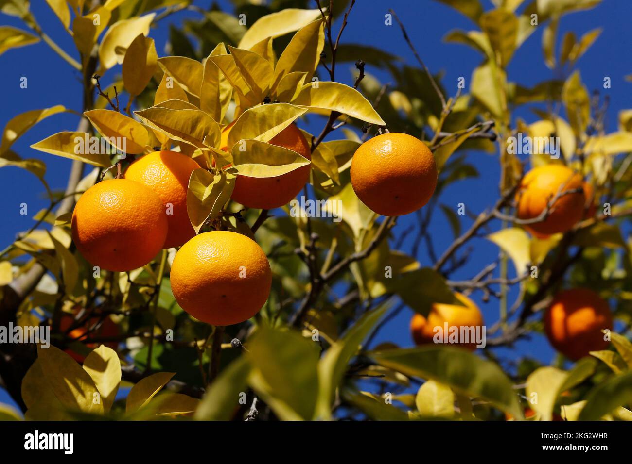 Ripe oranges on an orange tree in Spain. Spain Stock Photo - Alamy