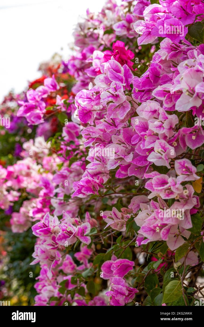 Beautiful blooming bougainvillea bougainvillea flowers of various ...