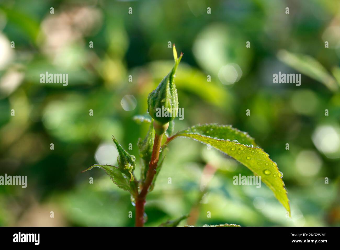 Garden plant with dew drops hi-res stock photography and images - Alamy