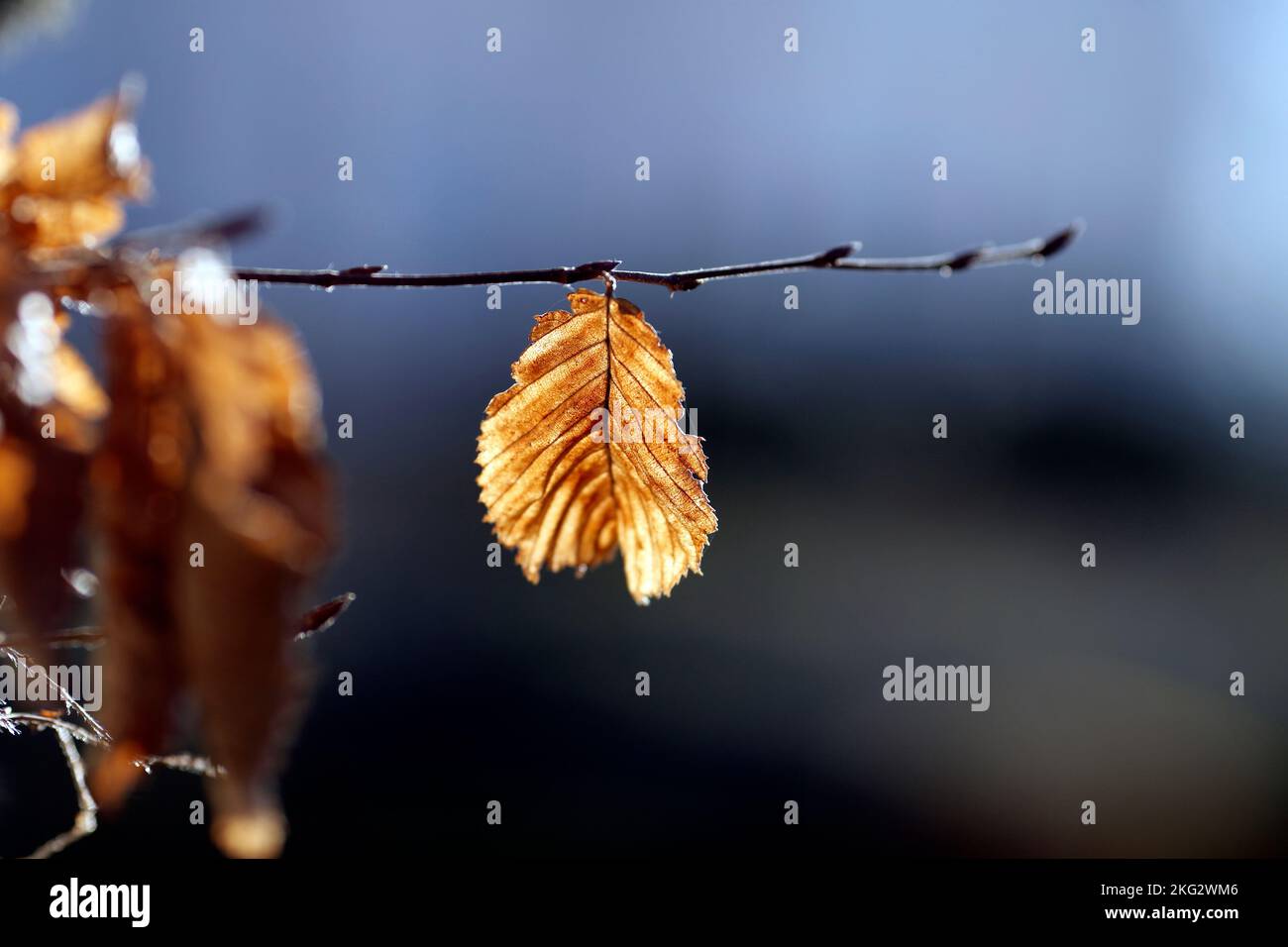 Dead leaf on branch hi-res stock photography and images - Alamy