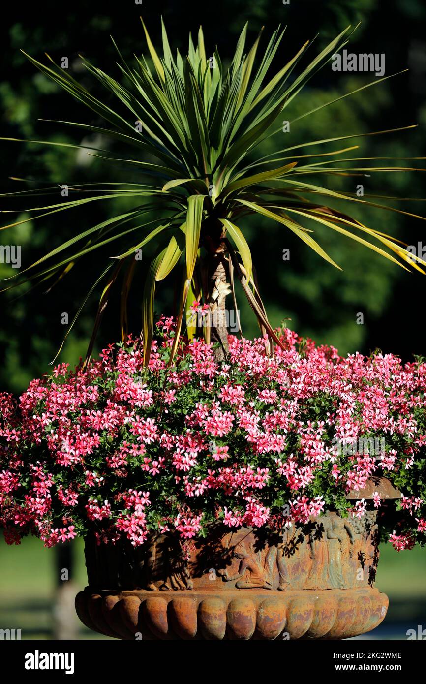 Traditional ornamental french garden and trees. Geranium planting Stock ...
