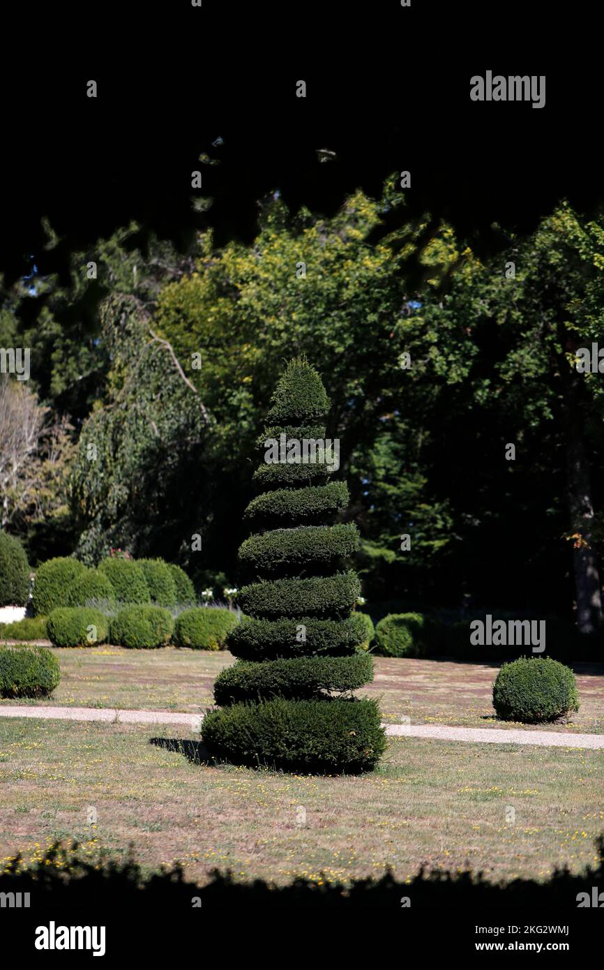Topiary boxwood privet shrub pruned into a spiral shape Stock Photo - Alamy