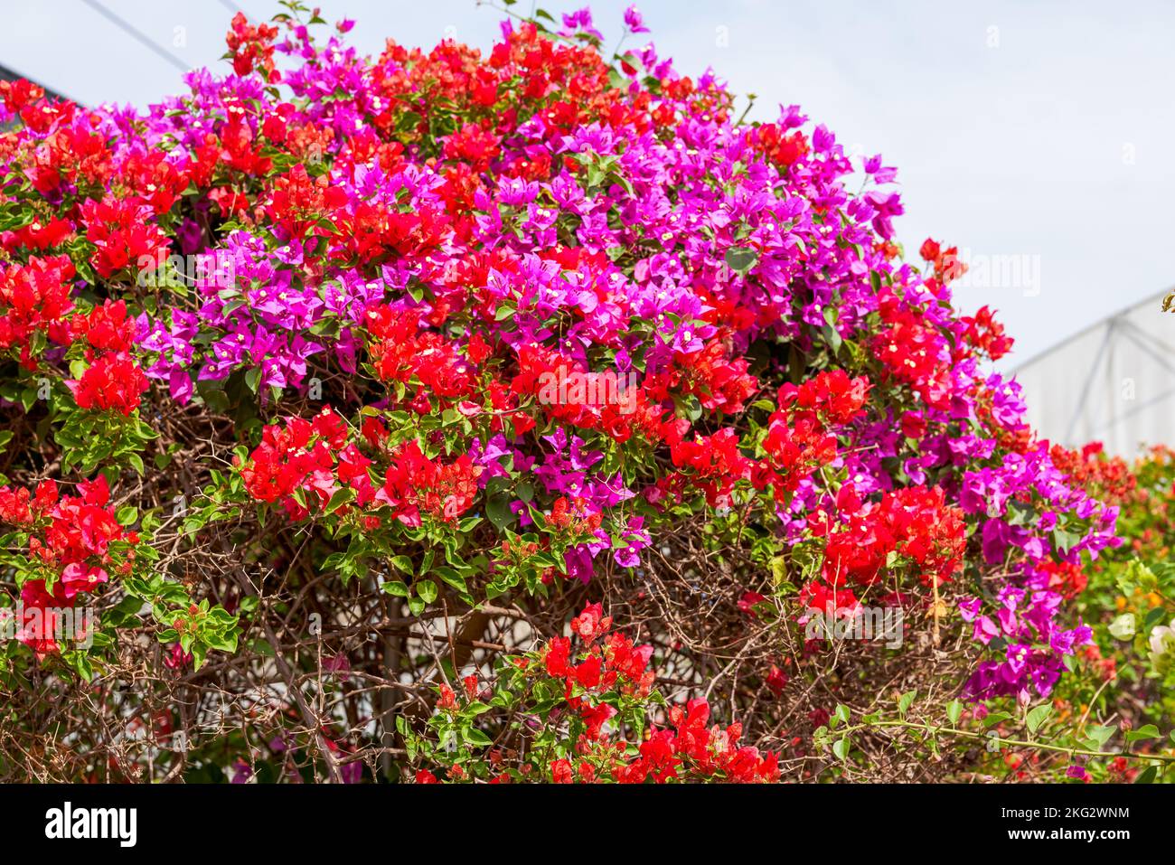 Beautiful blooming bougainvillea bougainvillea flowers of various ...