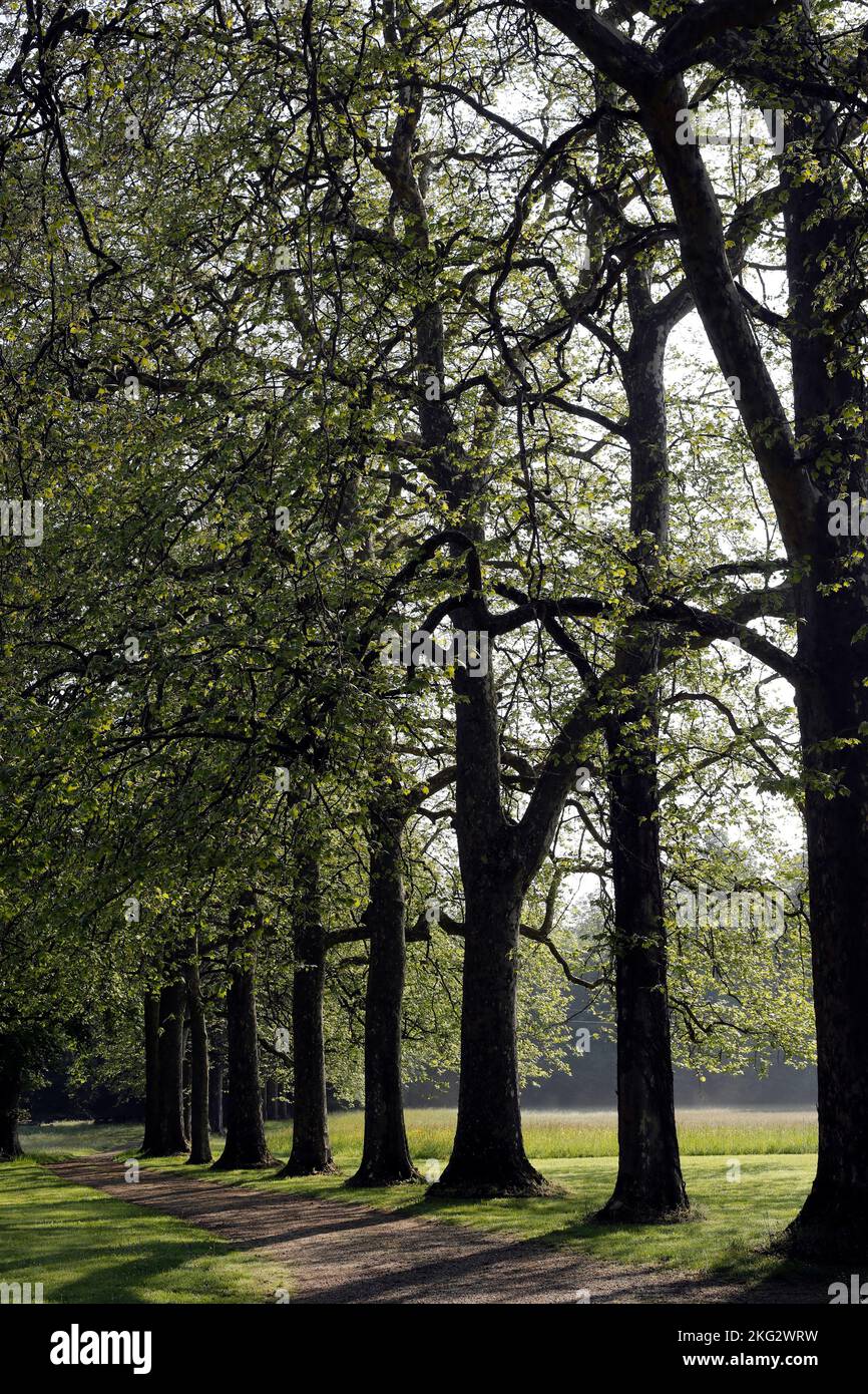 Tree alley with walkway at spring Stock Photo - Alamy
