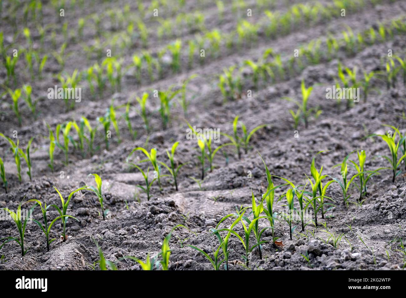 Young corn plants growing in row in a field. Agriculture Stock Photo ...
