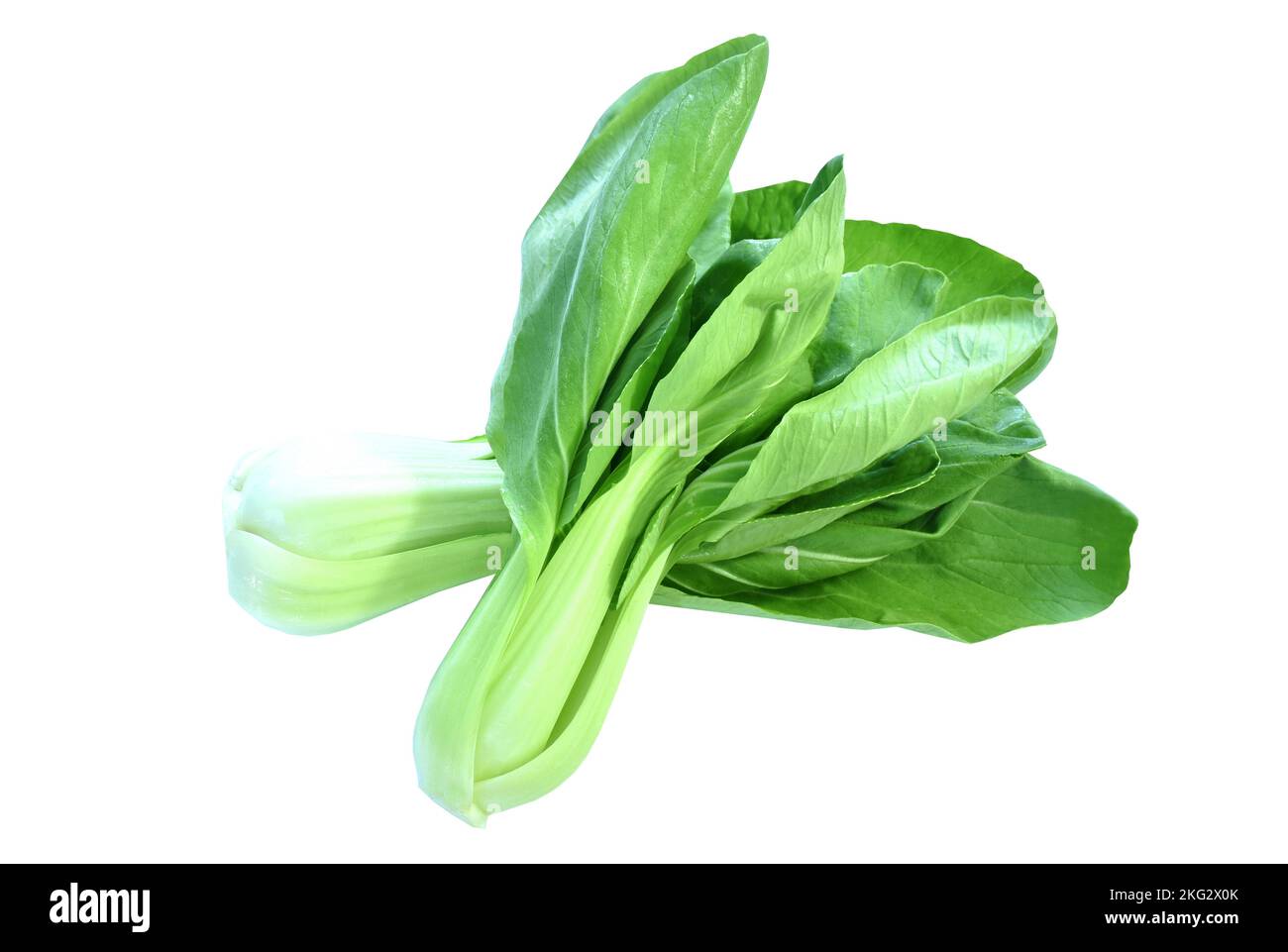 fresh green Chinese cabbage vegetable salad with drop of water ...