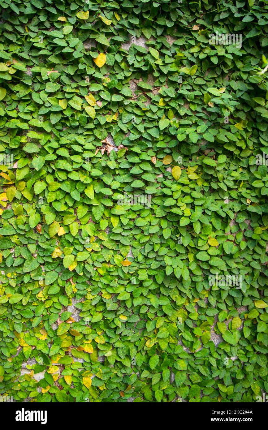 The detail of green climbing plants on a wall may be used as a texture ...
