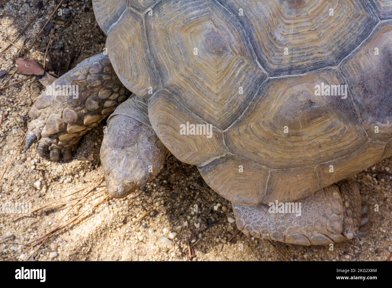 Giant centrochelys sulcata, geochelone sulcata turtle close up Stock ...
