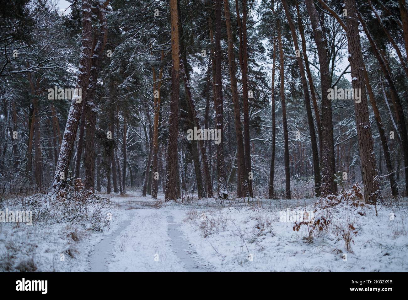 Winter road , forest with pine trees Stock Photo - Alamy