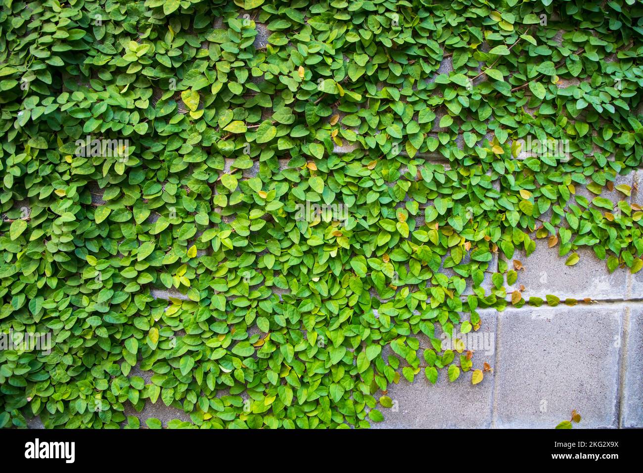 The detail of green climbing plants on a wall may be used as a texture ...