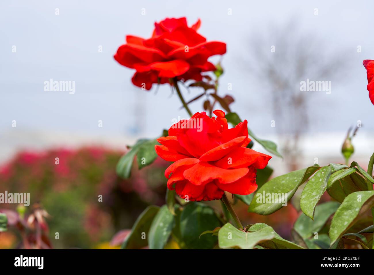 Beautiful blooming rose flowers planted in the garden Stock Photo - Alamy