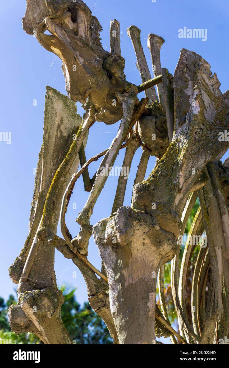 Detail of giraffe skeleton in safari park Badoca close up Stock Photo ...
