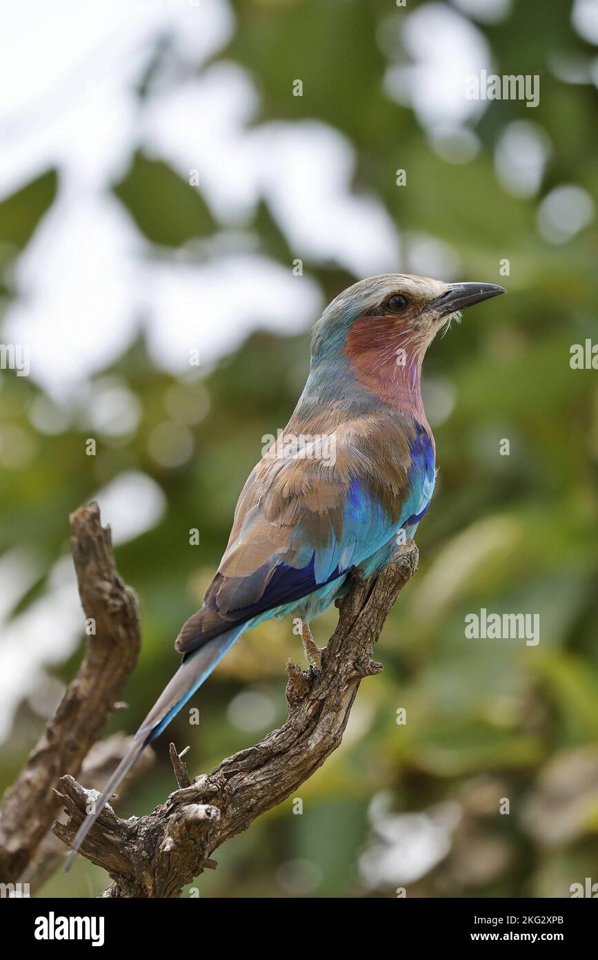 A vertical shot of a lilac-breasted roller perched on wood with a ...