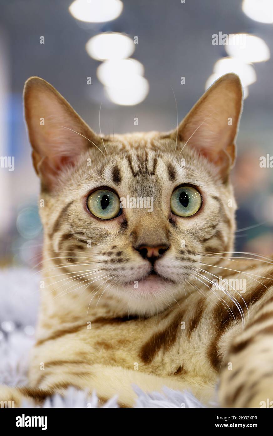 Young exotic bengal cat, short brown hair, close-up portrait Stock ...