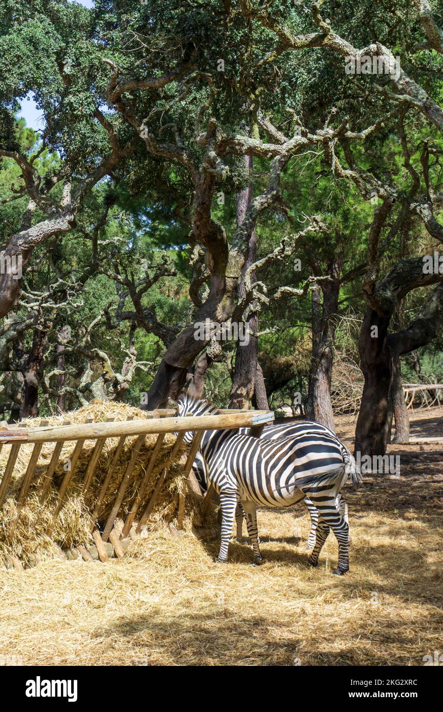 Zebra eats from the trough with hay in the safari park Badoca Stock ...