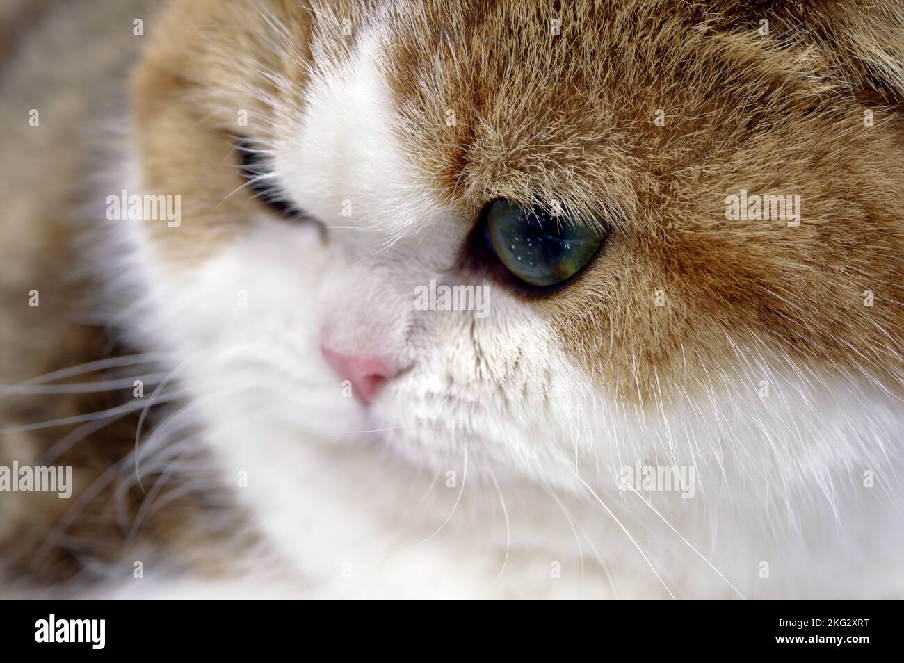 Persian brown cat hi-res stock photography and images - Alamy