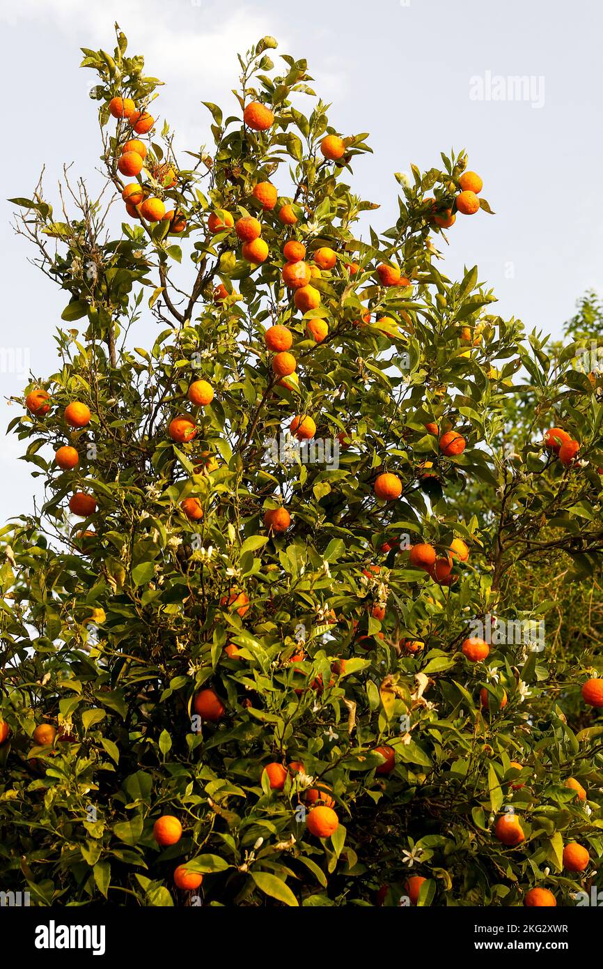Beit chabab hi-res stock photography and images - Alamy